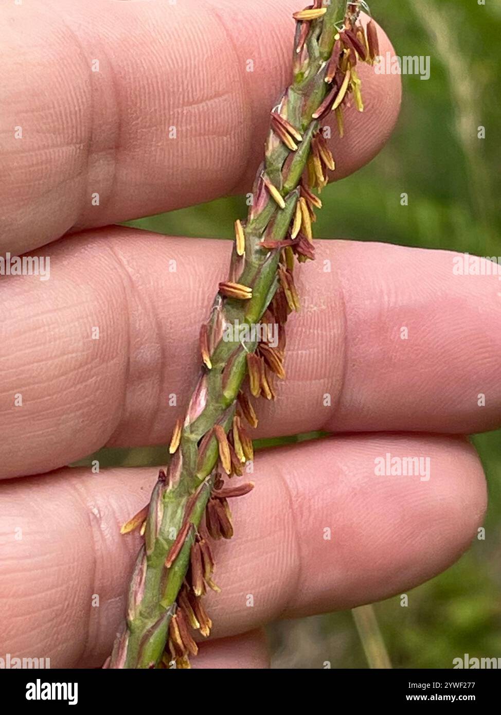 eastern gamagrass (Tripsacum dactyloides Stock Photo - Alamy