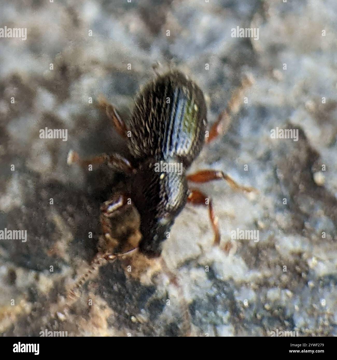 Hairy Spider Weevil (Barypeithes pellucidus Stock Photo - Alamy