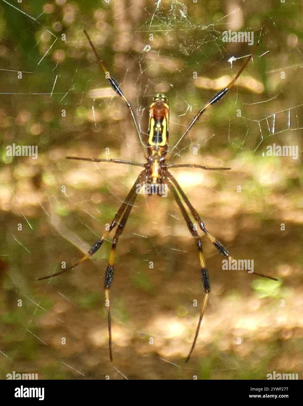 Golden Silk Spider (Trichonephila clavipes Stock Photo - Alamy