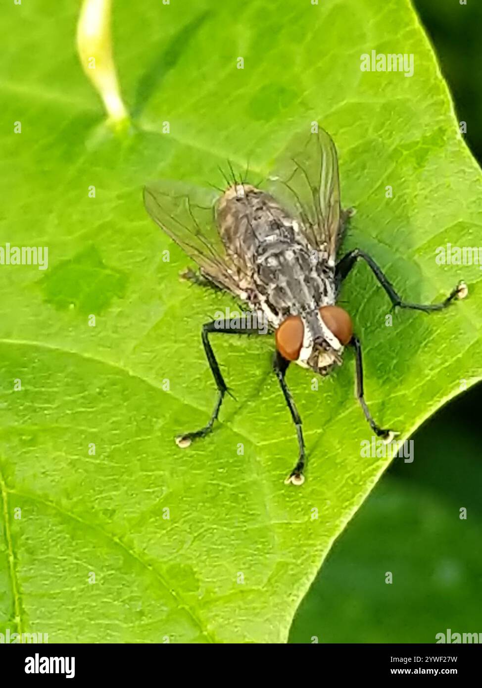 Common Flesh Flies (Sarcophaga Stock Photo - Alamy