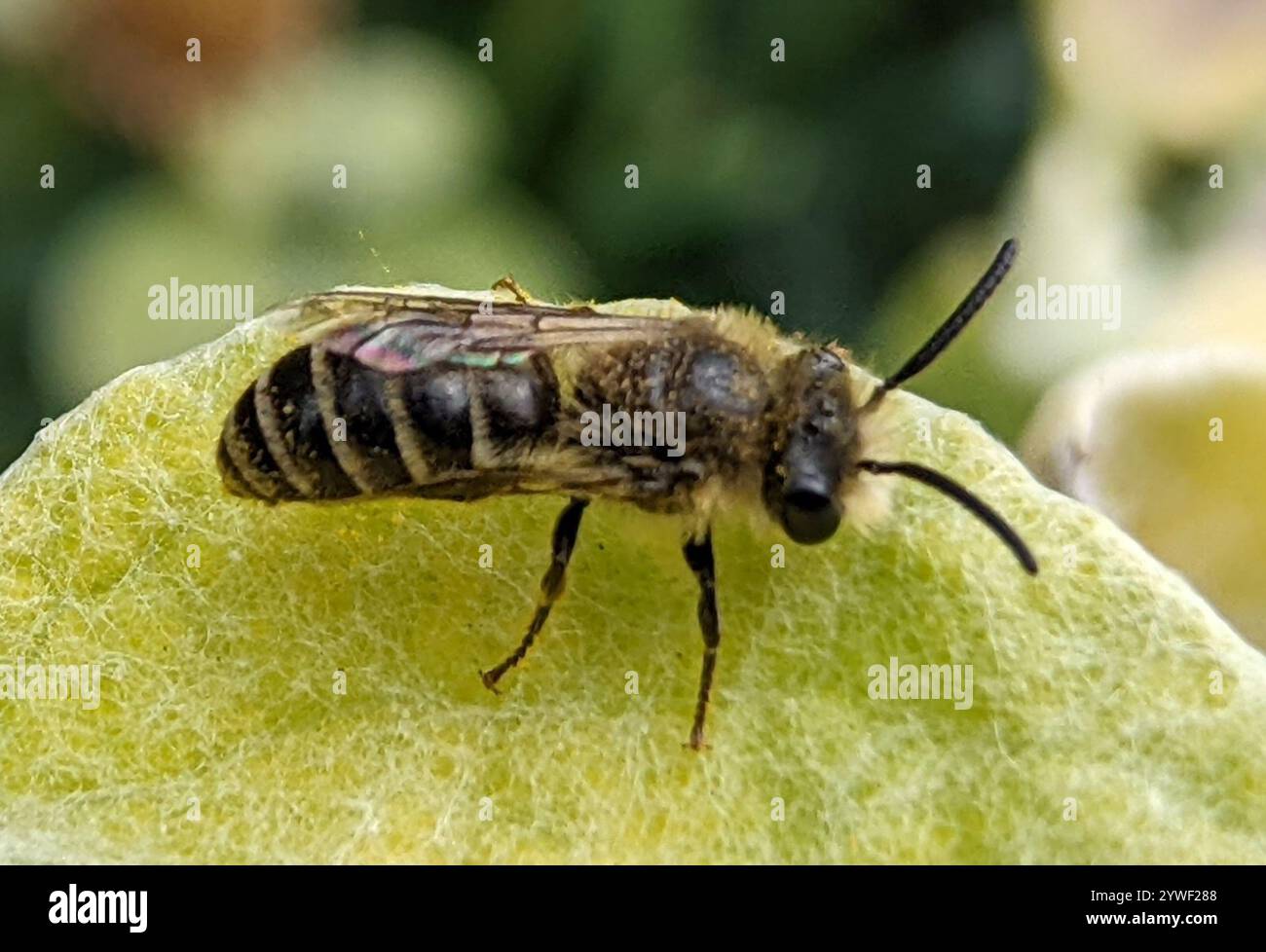 Mining Bees (Andrena Stock Photo - Alamy