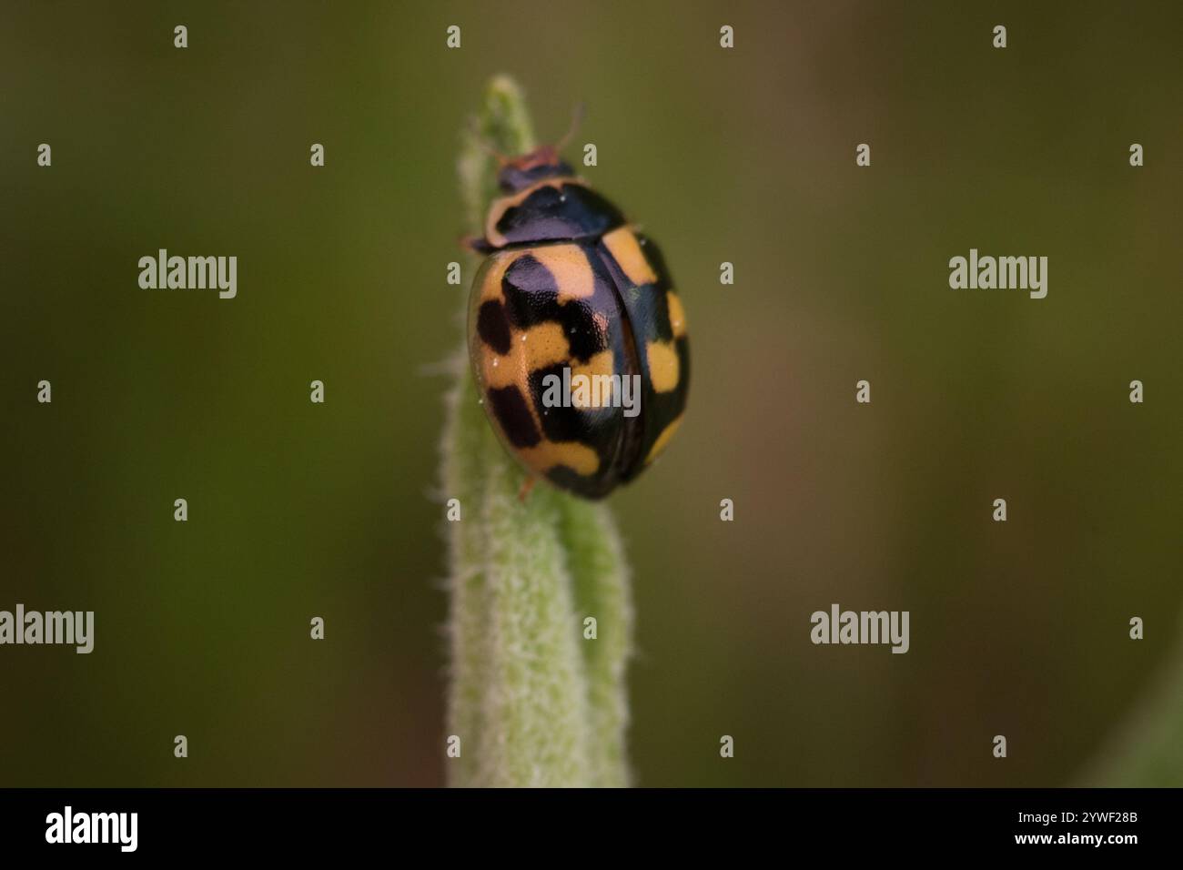 Fourteen-spotted Lady Beetle (Propylea quatuordecimpunctata Stock Photo ...