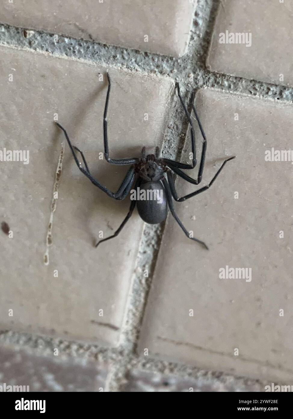 Recluse Spiders (Loxosceles Stock Photo - Alamy