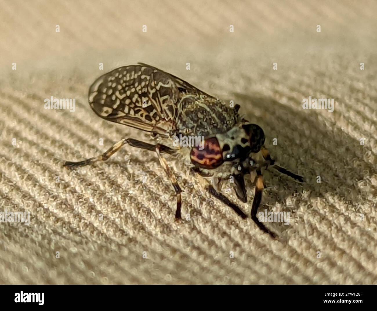 Notch-horned Cleg (Haematopota pluvialis Stock Photo - Alamy