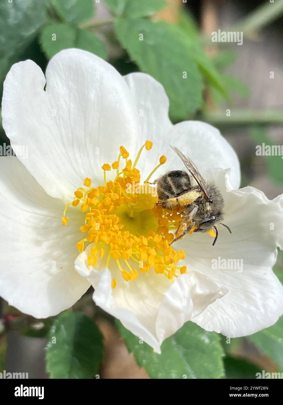 Four-banded Flower Bee (Anthophora quadrimaculata Stock Photo - Alamy