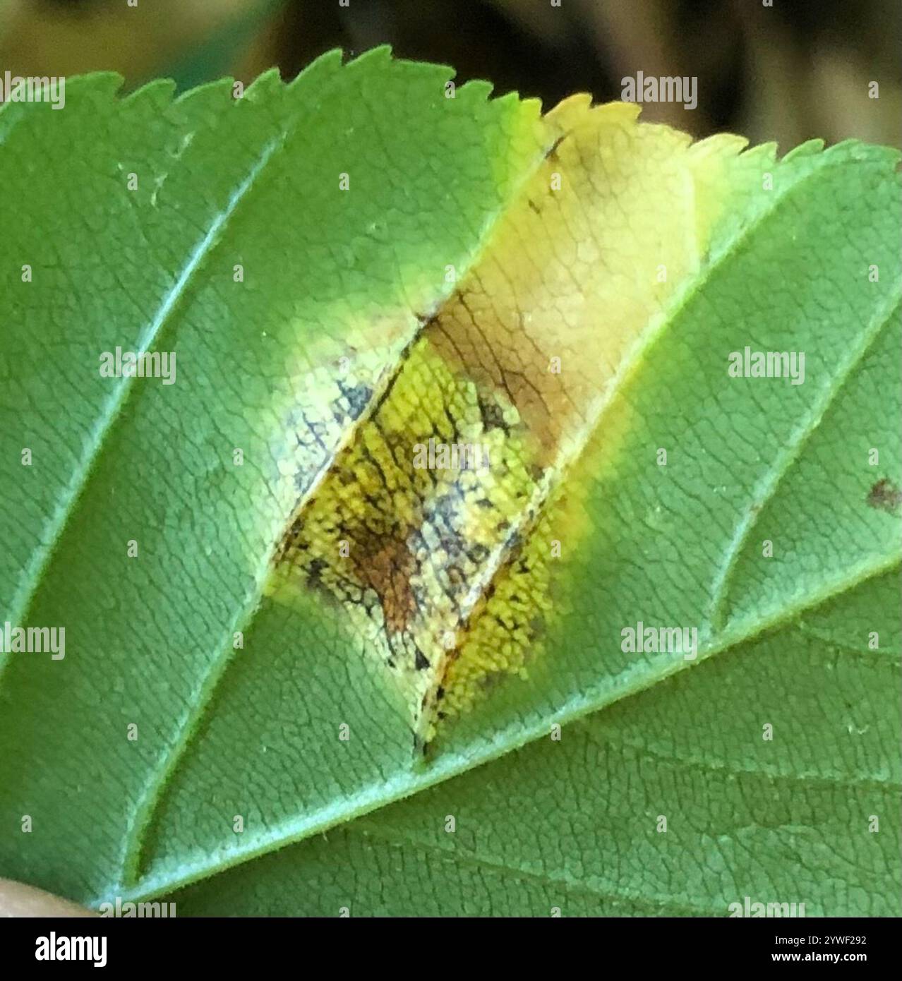 rust fungi (Pucciniales Stock Photo - Alamy