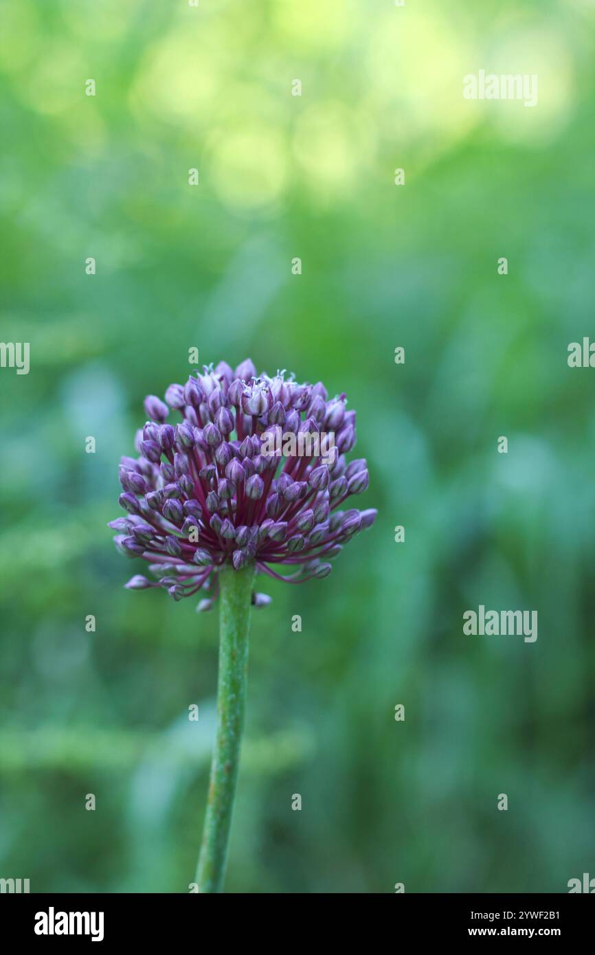 Allium sphaerocephalon, known as snake garlic, is a type of onion ...