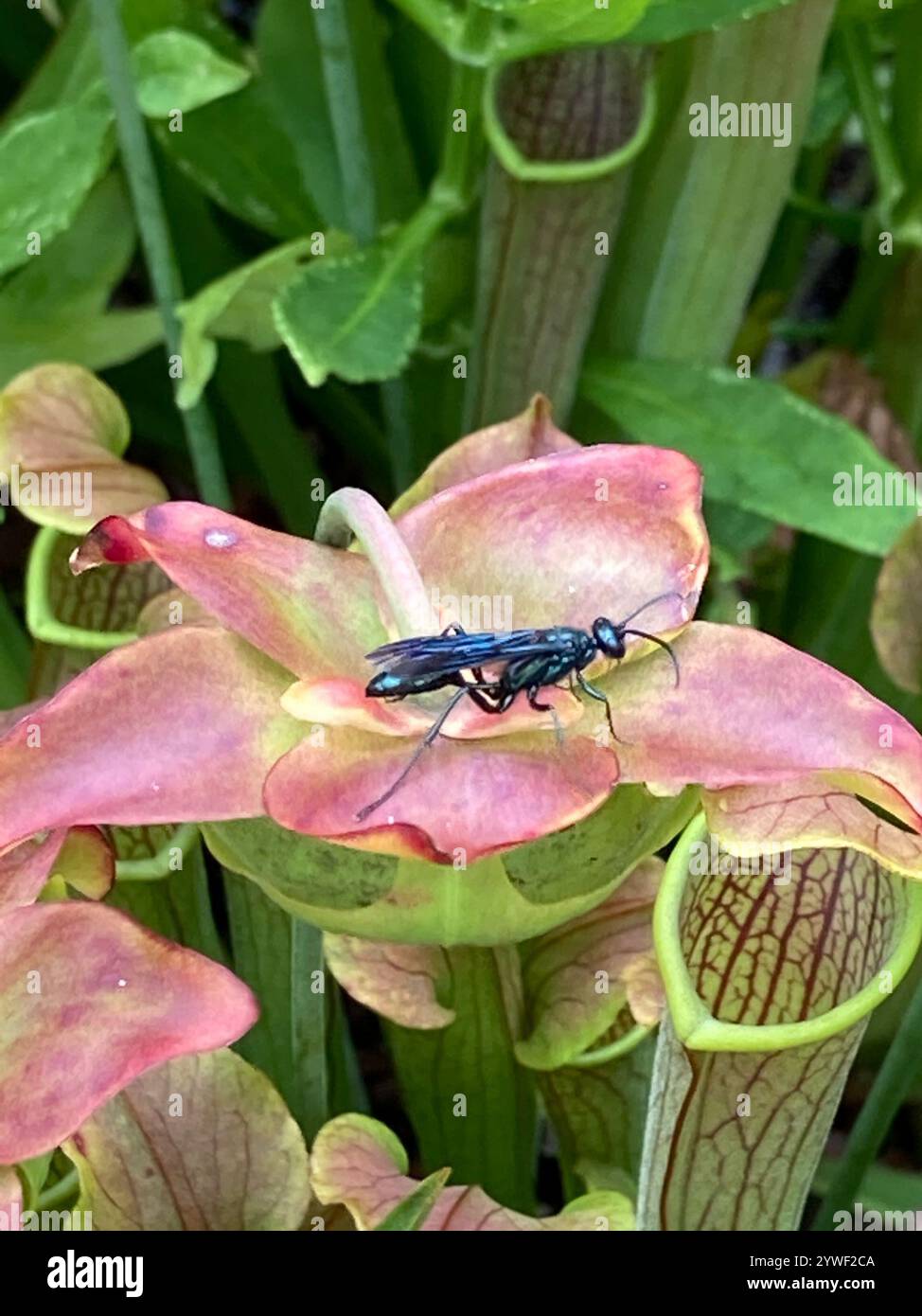 Blue Mud-dauber Wasps (Chalybion Stock Photo - Alamy