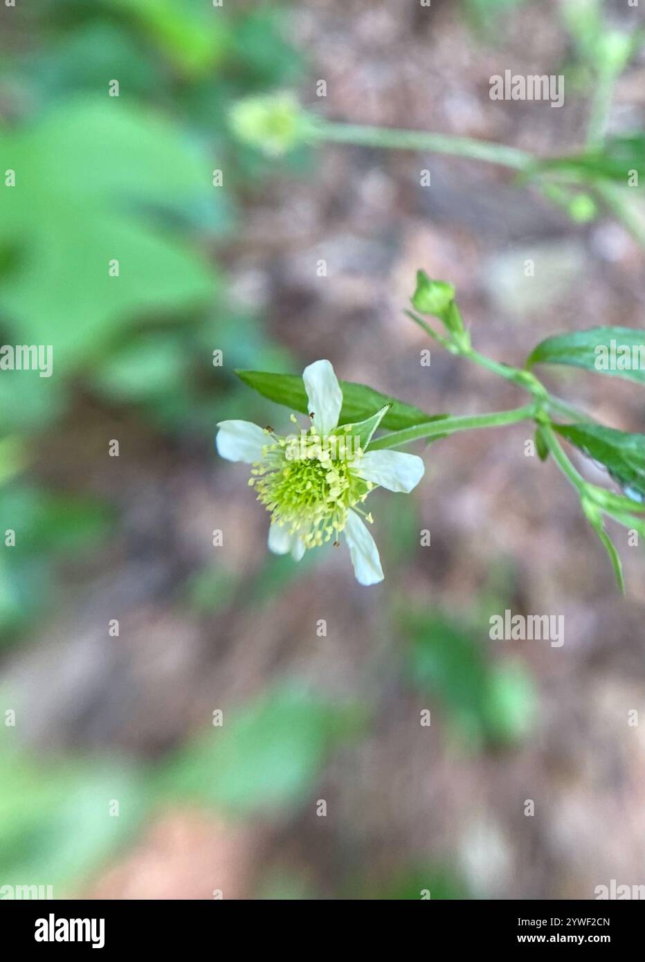white avens (Geum canadense Stock Photo - Alamy