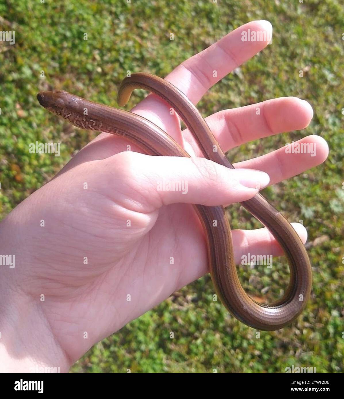 Eastern Glass Lizard (Ophisaurus ventralis Stock Photo - Alamy