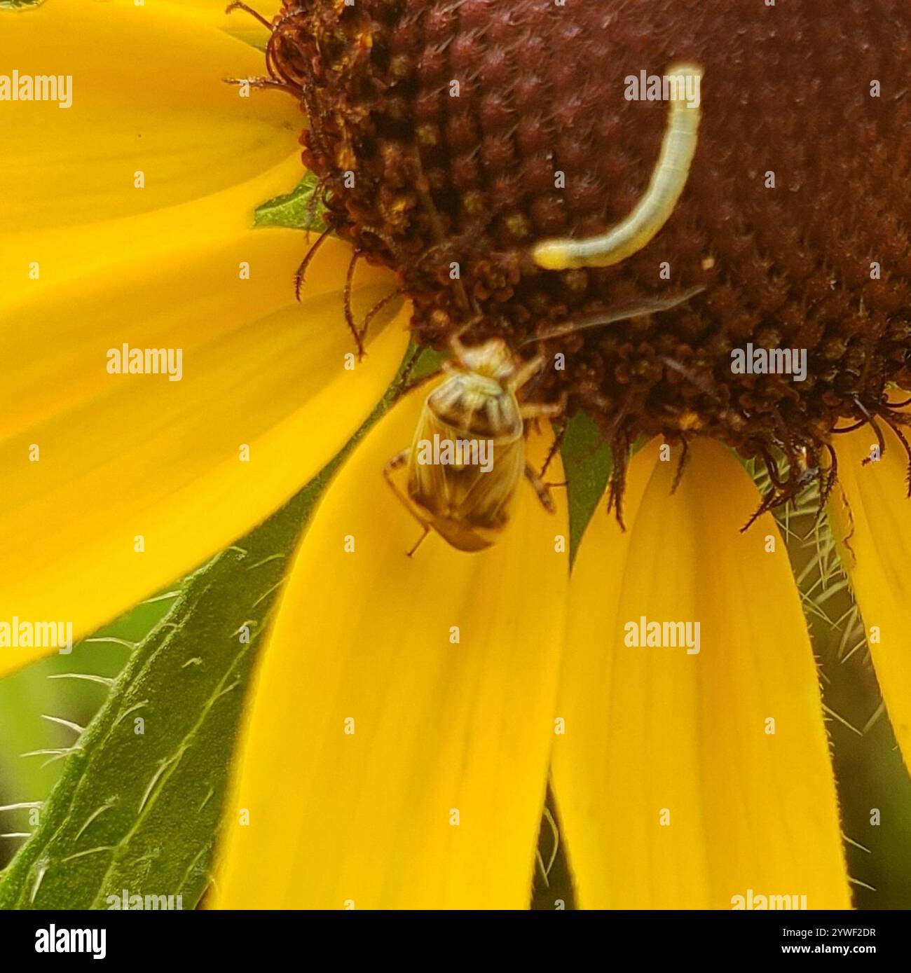 North American Tarnished Plant Bug (Lygus lineolaris Stock Photo - Alamy
