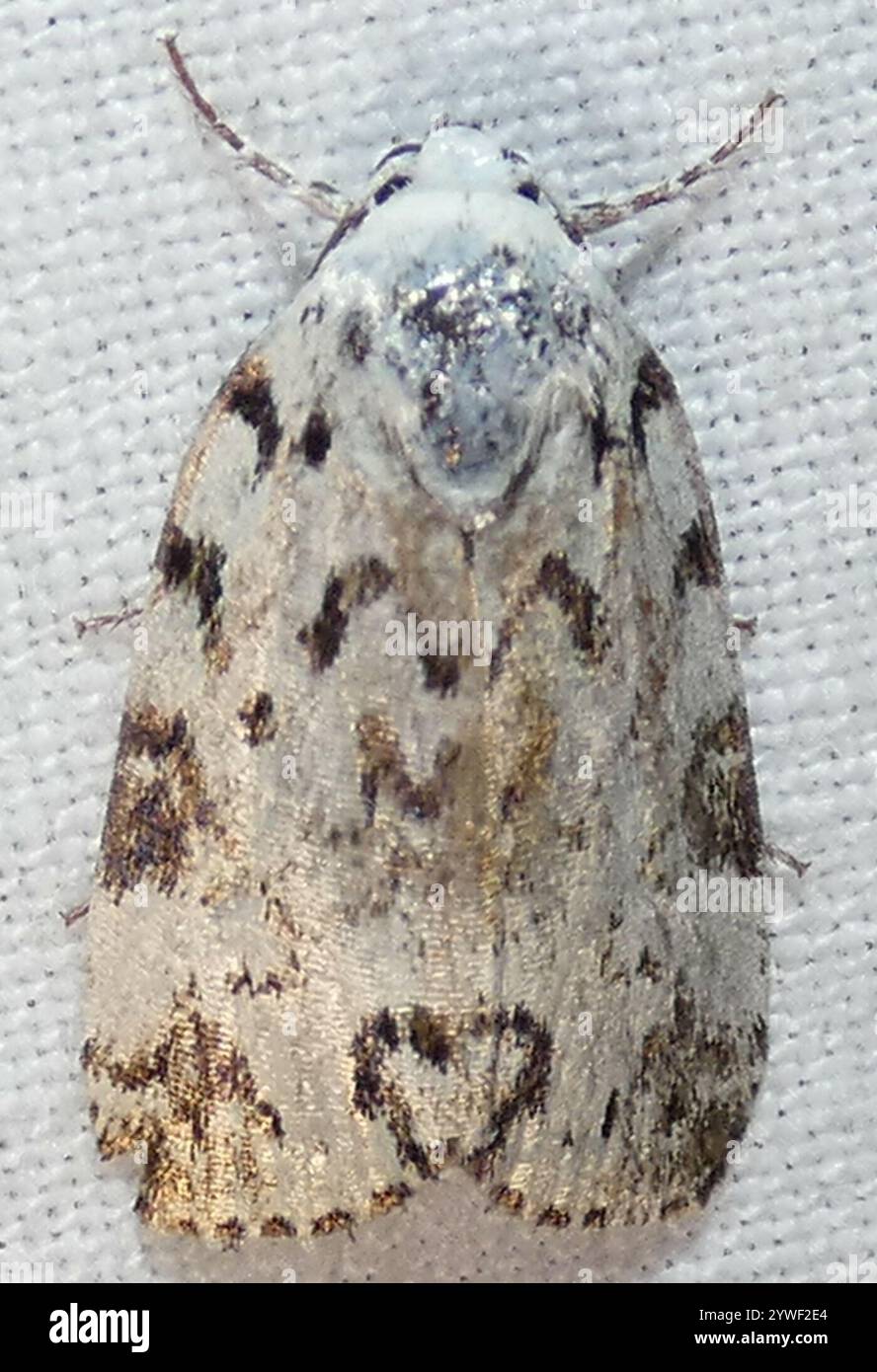 Hebrew Moth (Polygrammate hebraeicum Stock Photo - Alamy