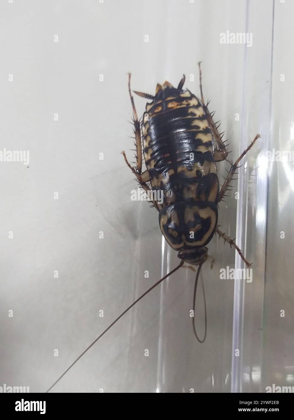 Harlequin Cockroach (Neostylopyga rhombifolia Stock Photo - Alamy