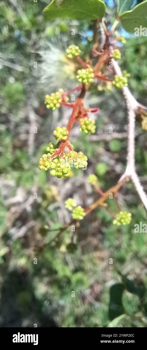 Catclaw Blackbead (Pithecellobium unguis-cati Stock Photo - Alamy