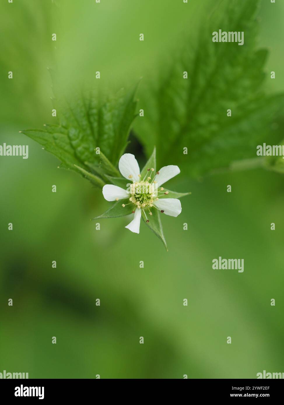 white avens (Geum canadense Stock Photo - Alamy