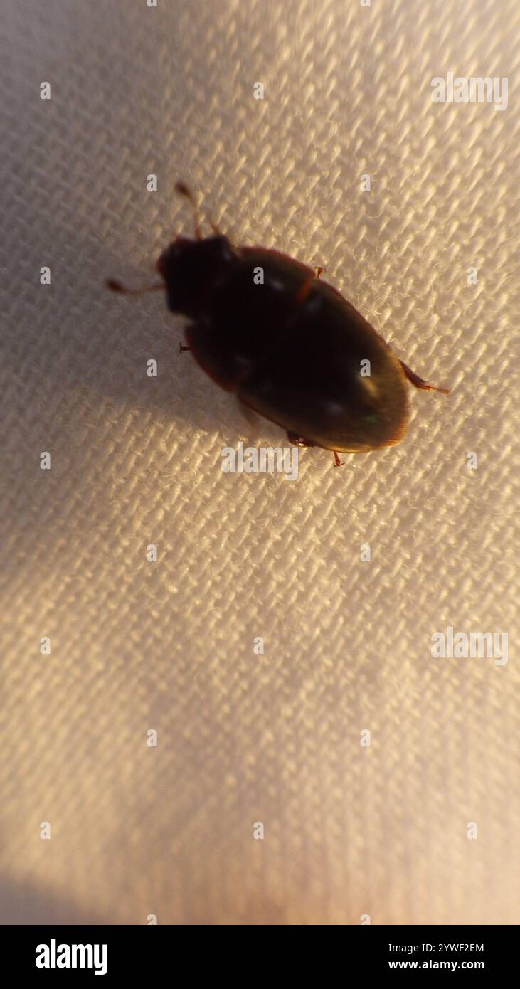 Ample Sap Beetle (Cryptarcha ampla Stock Photo - Alamy