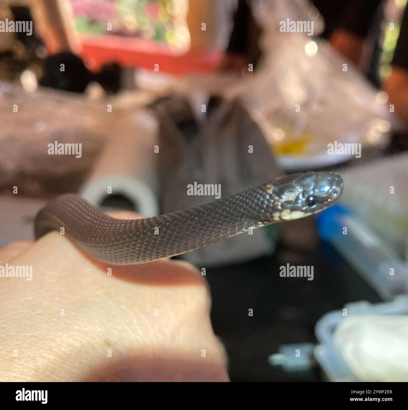 Hallowell's Coffee Snake (Ninia atrata Stock Photo - Alamy