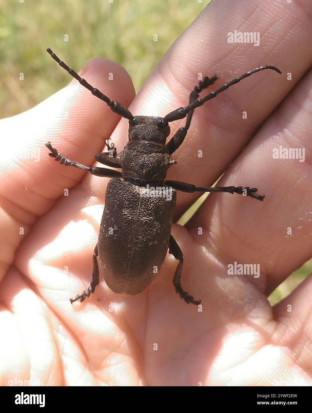 Weaver beetle (Lamia textor Stock Photo - Alamy