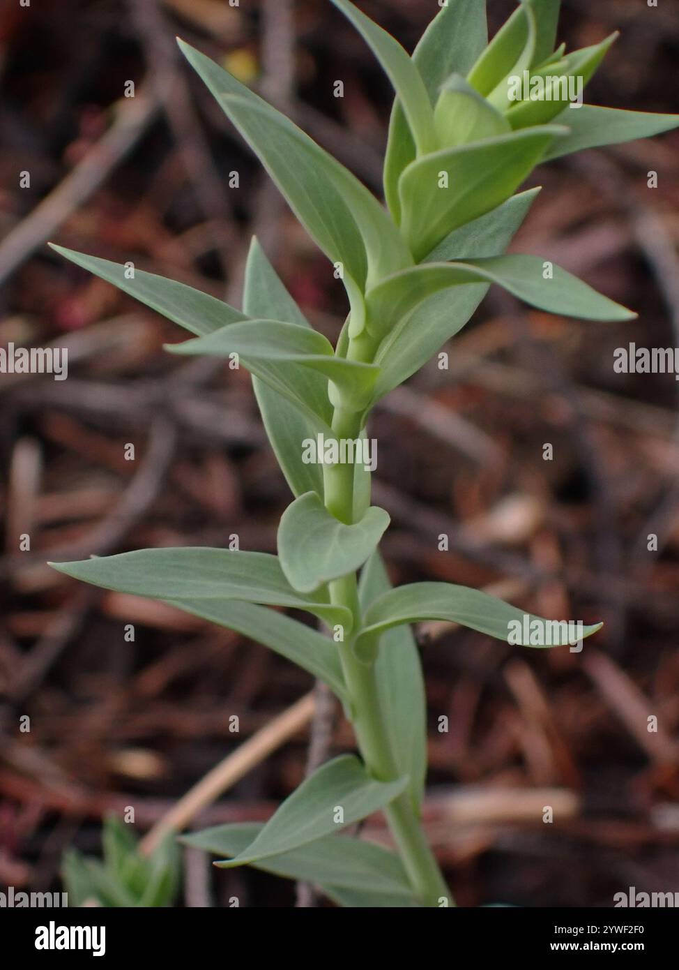 Balkan toadflax (Linaria dalmatica Stock Photo - Alamy