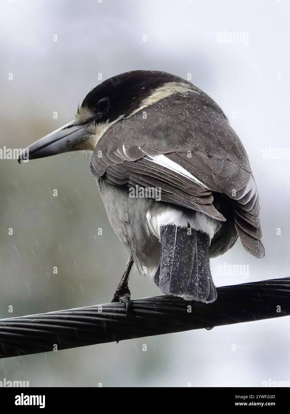 Grey Butcherbird (Cracticus torquatus Stock Photo - Alamy