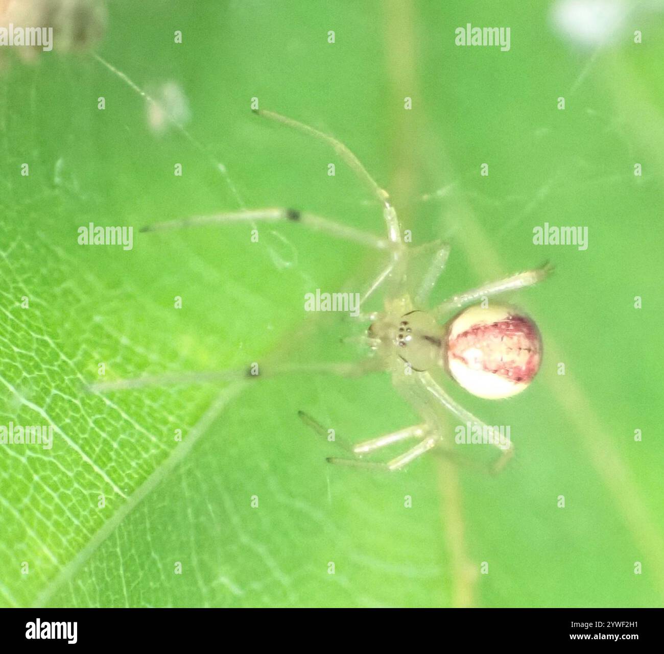 Candy-striped Spider complex (Enoplognatha ovata Stock Photo - Alamy