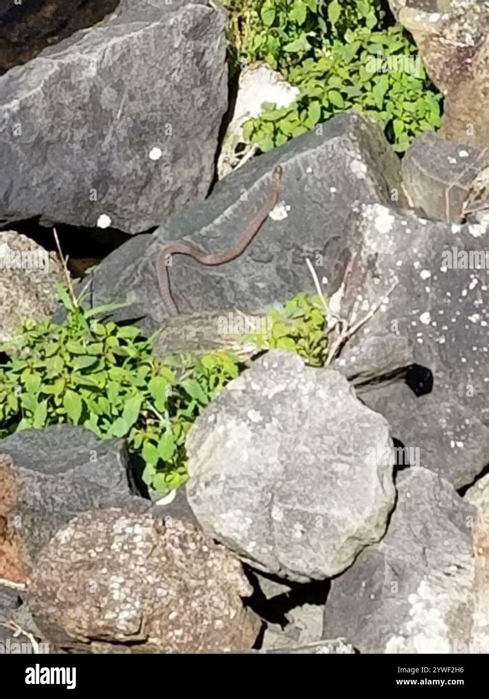 Northern Watersnake (Nerodia sipedon sipedon Stock Photo - Alamy