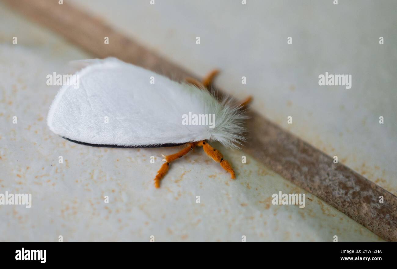 Tussock Moths (Lymantriinae Stock Photo - Alamy