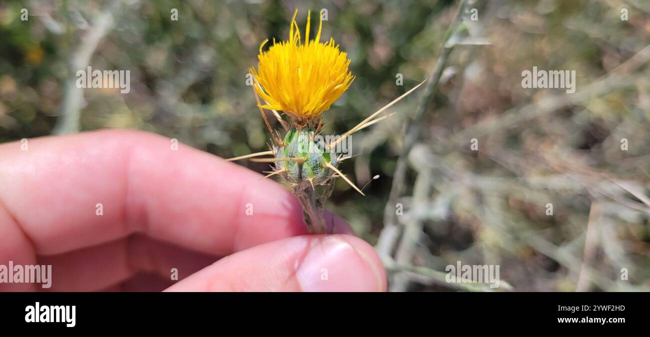 Yellow Star-Thistle (Centaurea solstitialis Stock Photo - Alamy