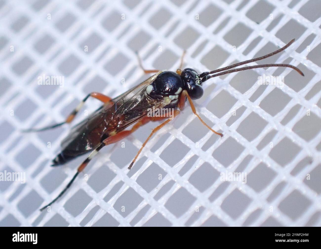 Common Hover Fly Parasitoid Wasp (Diplazon laetatorius Stock Photo - Alamy