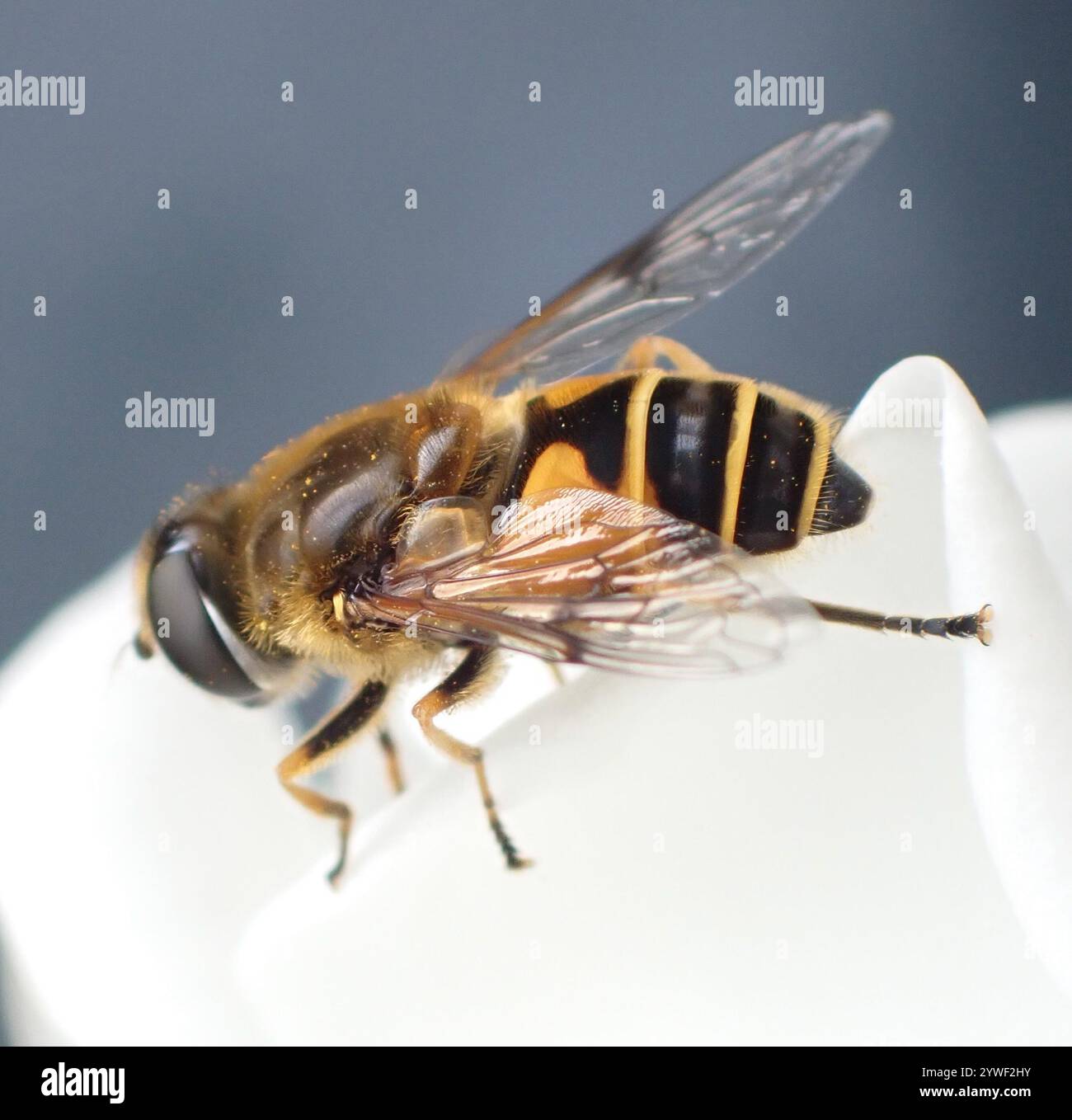Stripe-winged Drone Fly (Eristalis horticola Stock Photo - Alamy