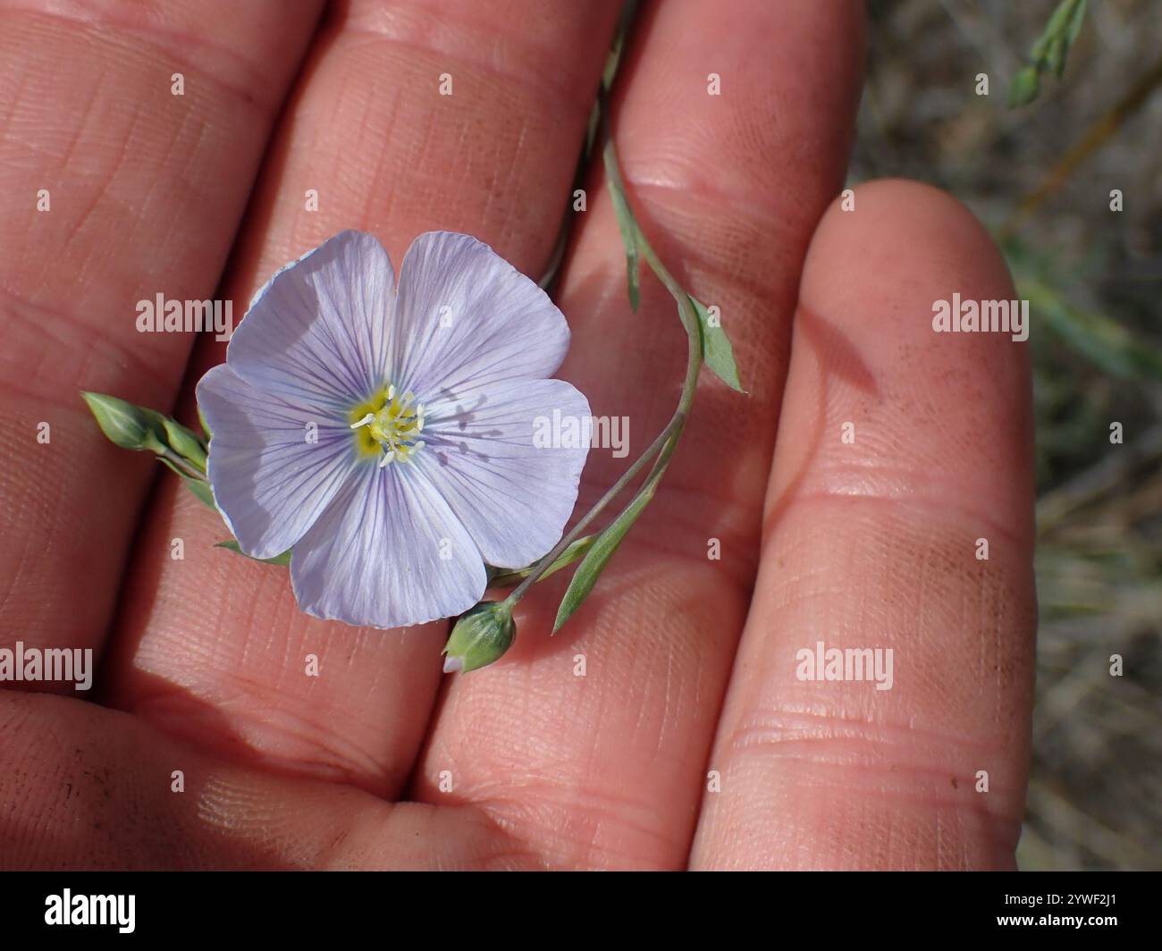 Lewis flax (Linum lewisii Stock Photo - Alamy