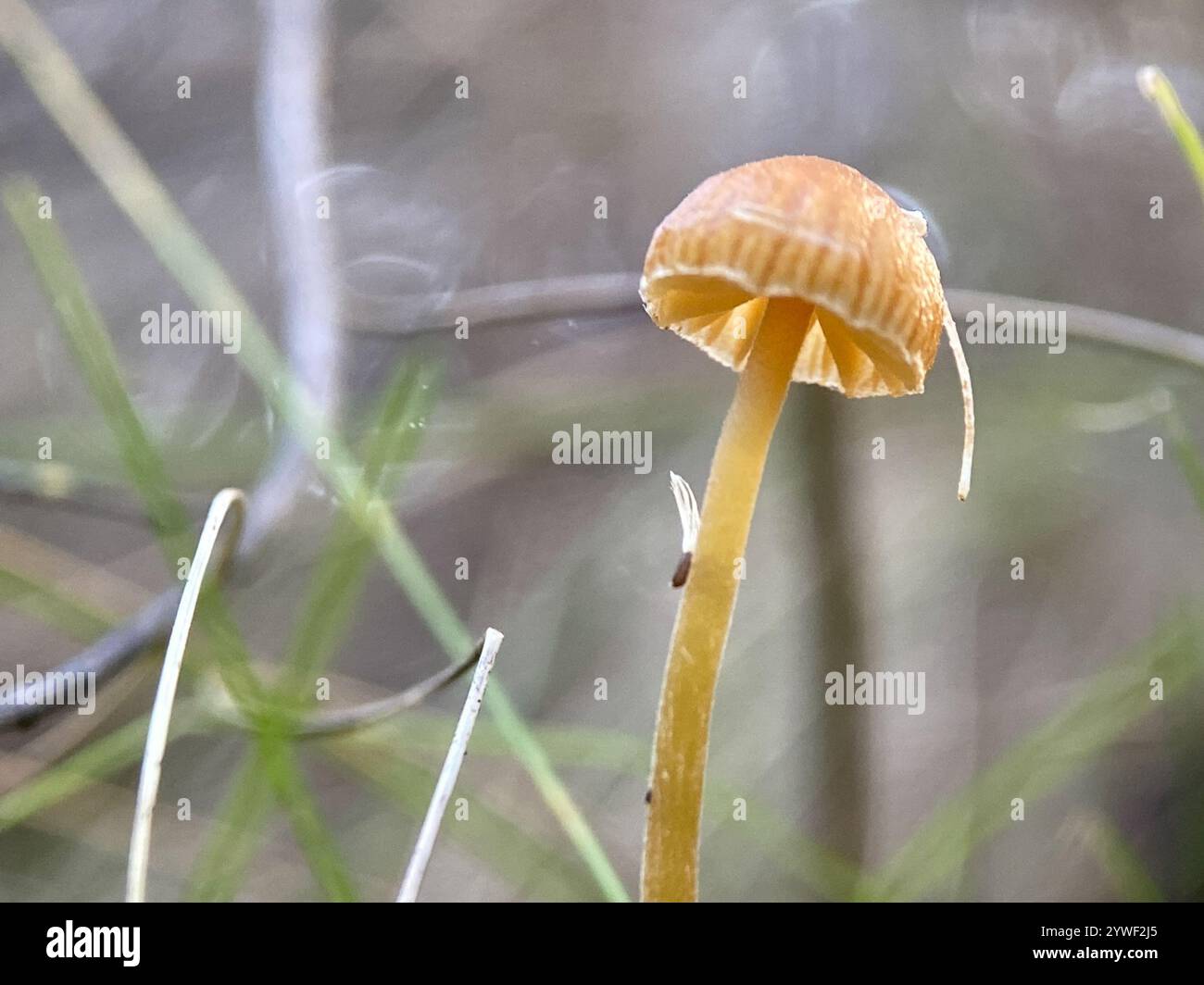 Moss Bell (Galerina hypnorum Stock Photo - Alamy