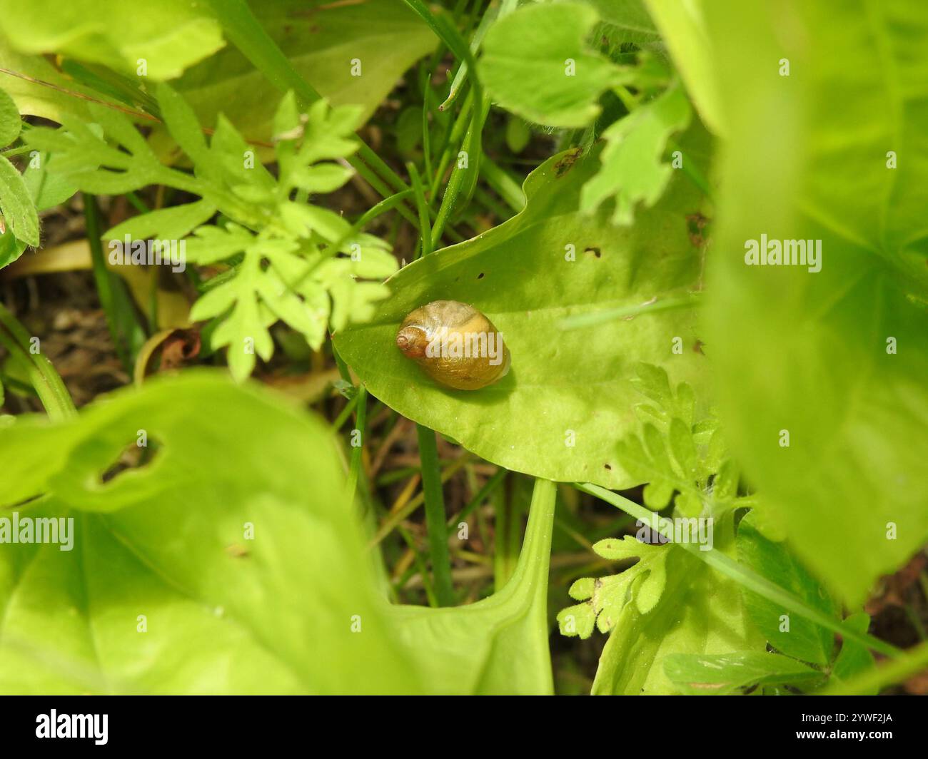 Amber Snails (Succineidae Stock Photo - Alamy