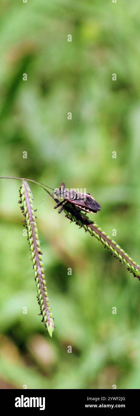 Plains Bee Assassin (Apiomerus spissipes Stock Photo - Alamy