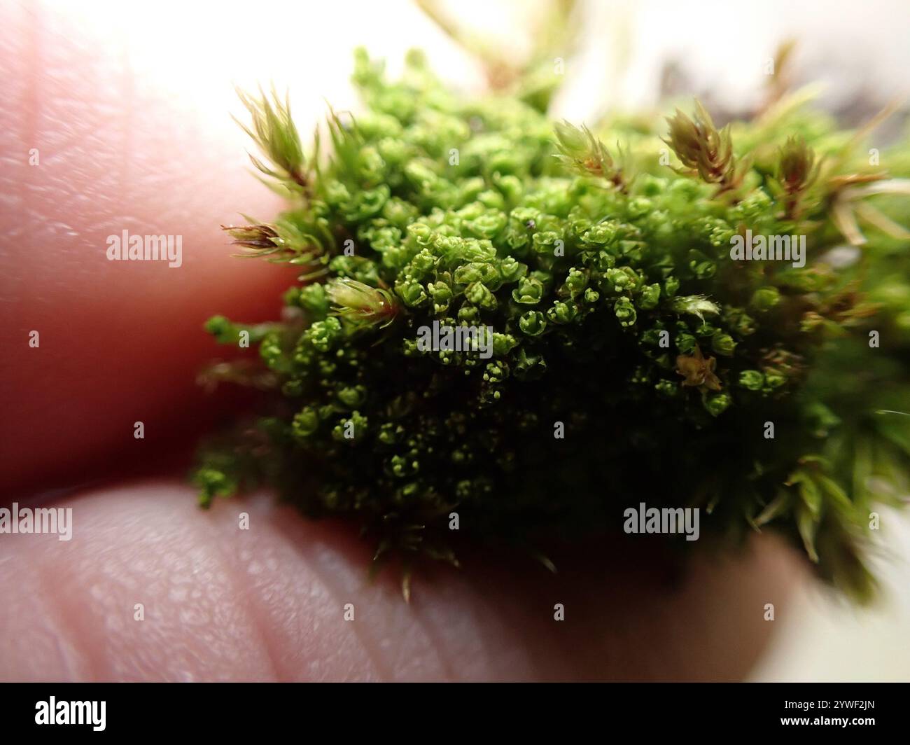 Tumid Notchwort (Lophozia ventricosa Stock Photo - Alamy