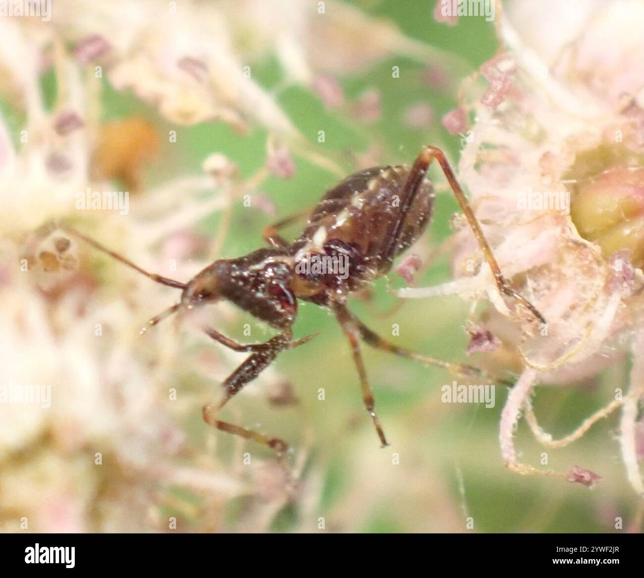 True Bugs, Hoppers, Aphids, and allies (Hemiptera Stock Photo - Alamy