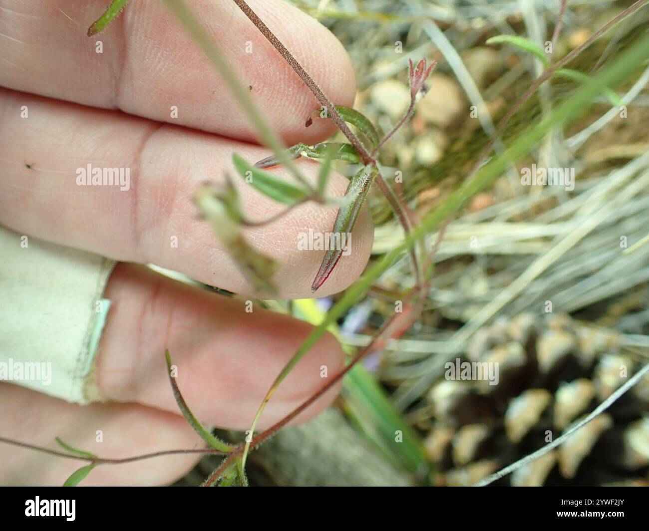narrowleaf blue-eyed Mary (Collinsia linearis Stock Photo - Alamy