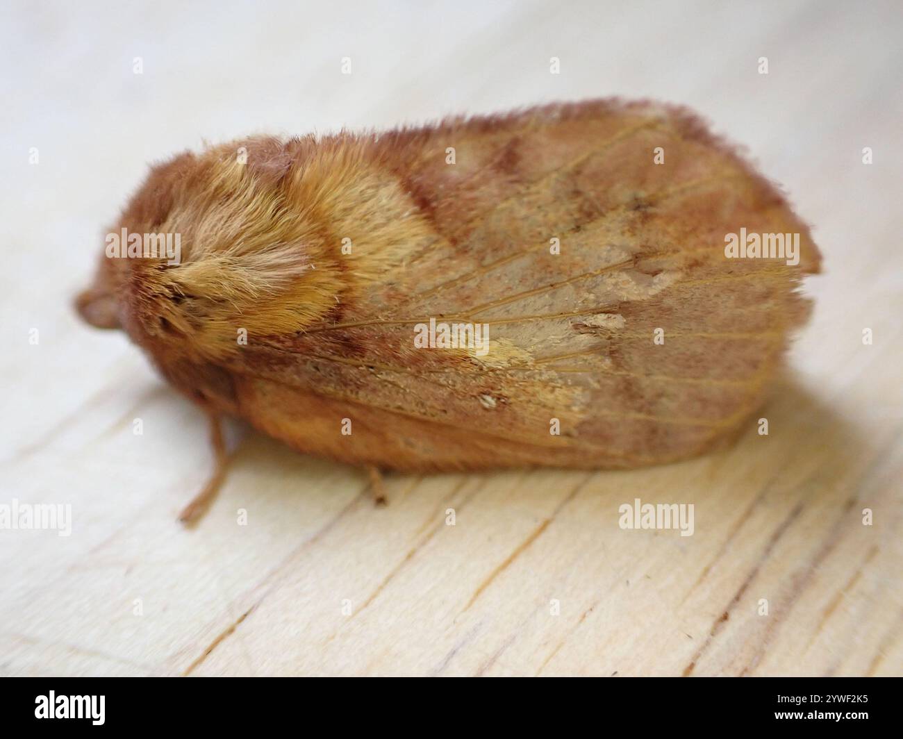 Drinker Moth (Euthrix potatoria Stock Photo - Alamy