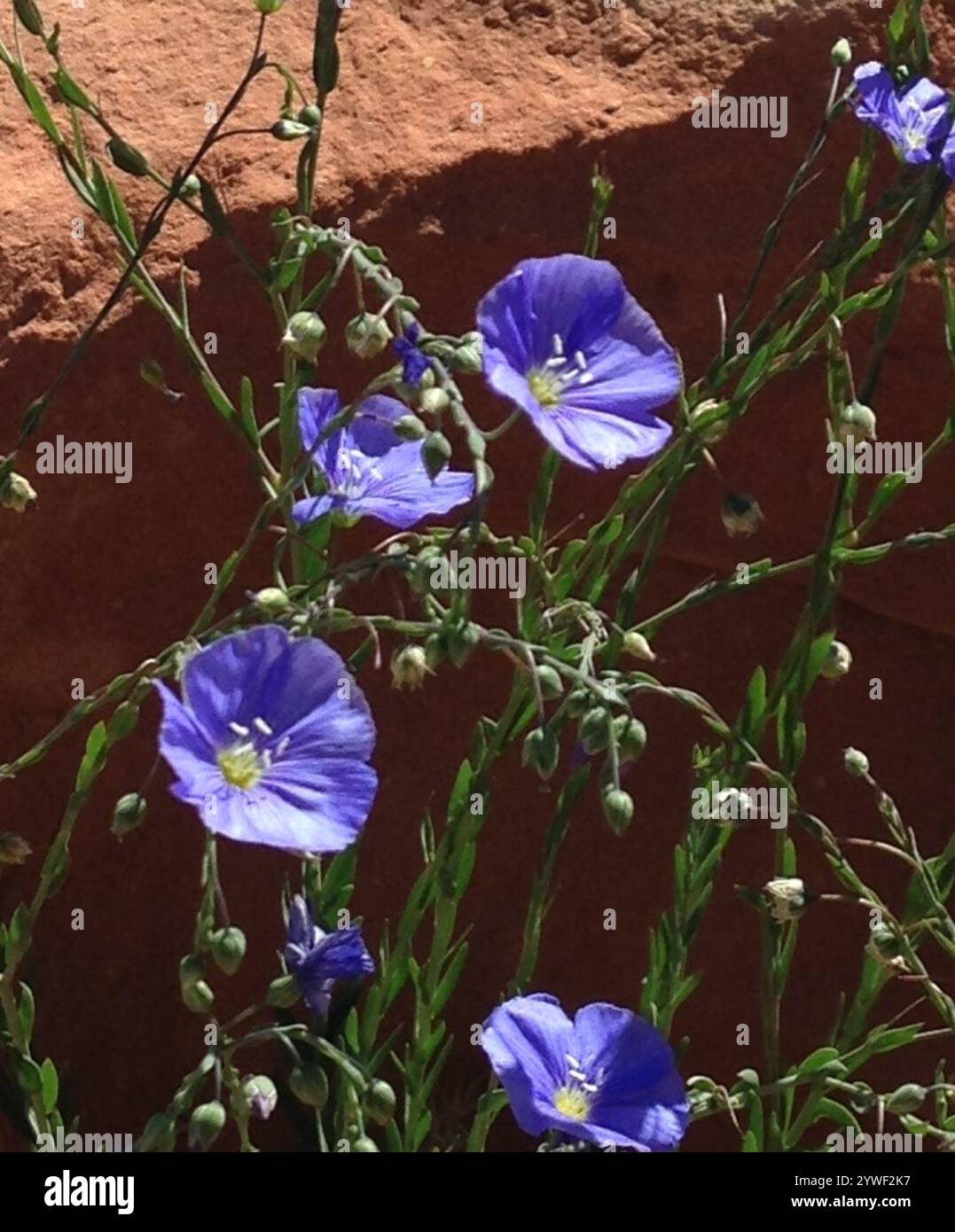 Lewis flax (Linum lewisii Stock Photo - Alamy