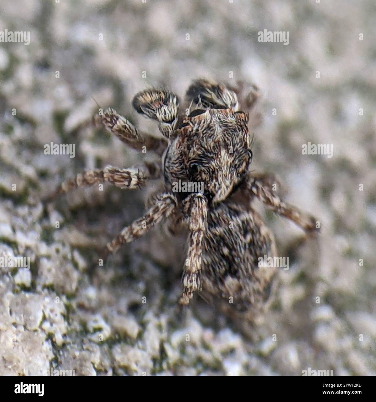 Asiatic Wall Jumping Spider (Attulus fasciger Stock Photo - Alamy