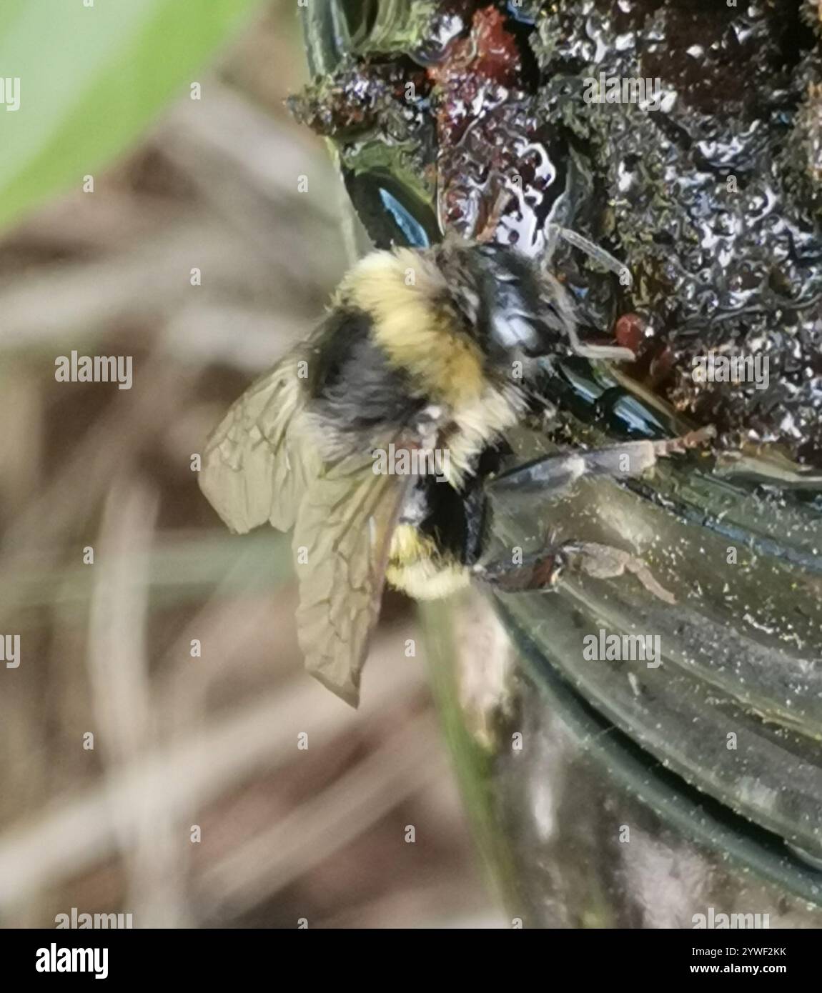 White-tailed Bumble Bee (Bombus lucorum Stock Photo - Alamy
