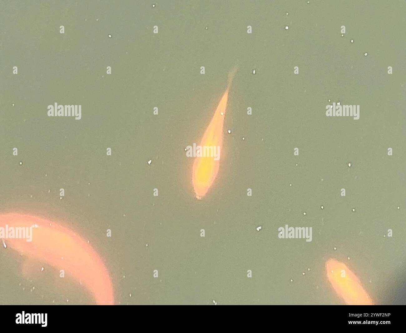 Typical carps hi-res stock photography and images - Alamy