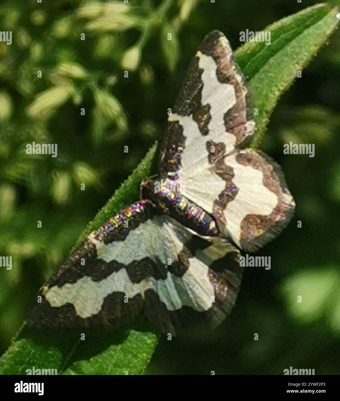 Clouded Border (Lomaspilis marginata Stock Photo - Alamy