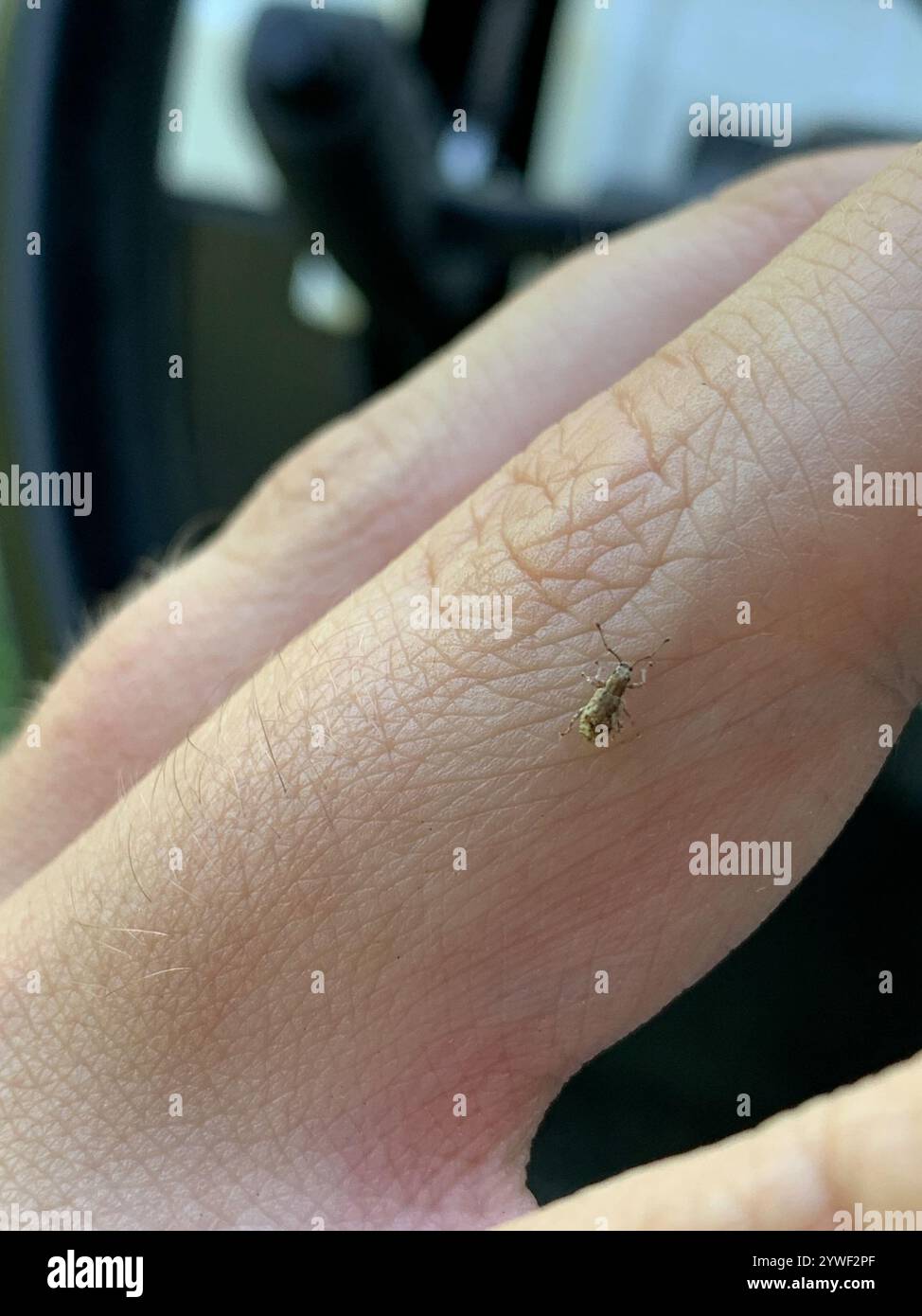 Peach Root Weevil (Pseudoedophrys hilleri Stock Photo - Alamy