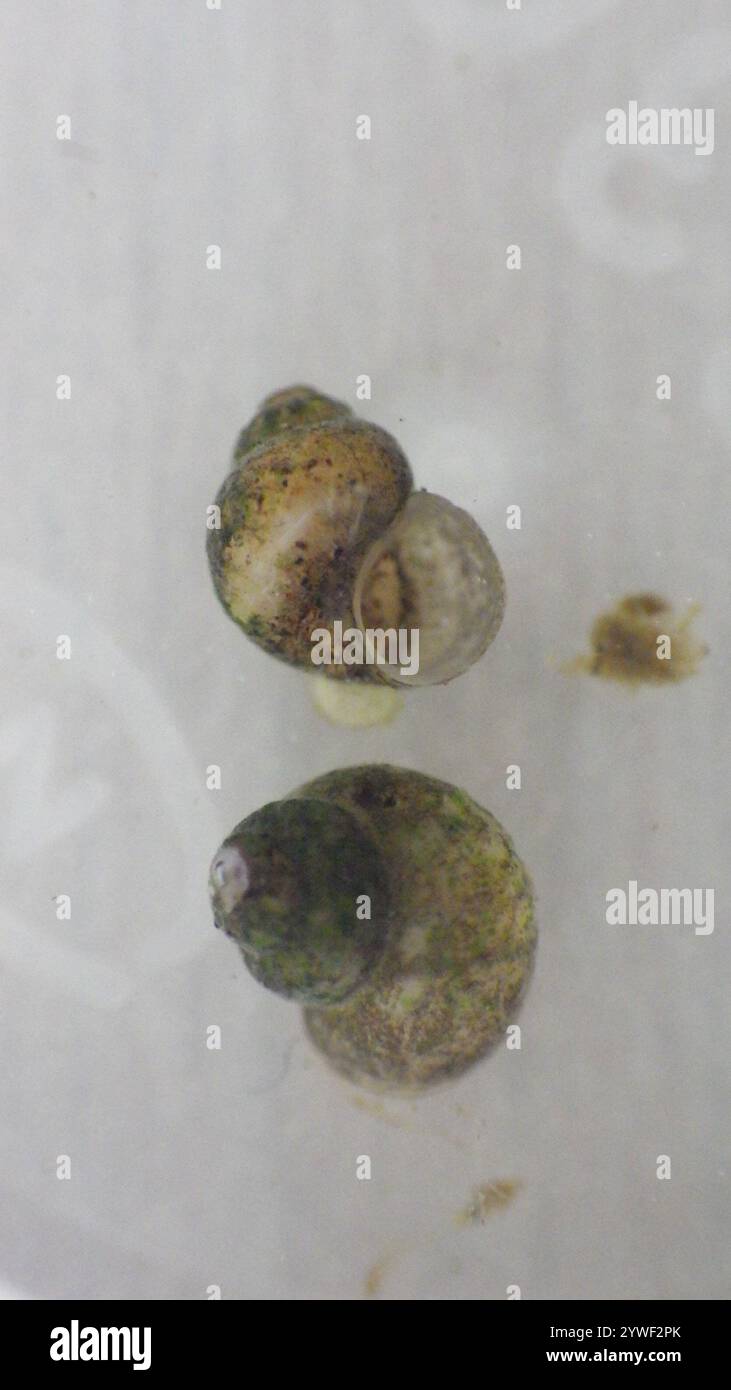 Hydrobiid Mud Snails (Hydrobiidae Stock Photo - Alamy
