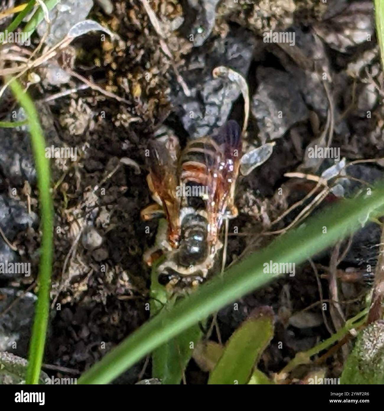 Prunus Miner Bee (Andrena prunorum Stock Photo - Alamy