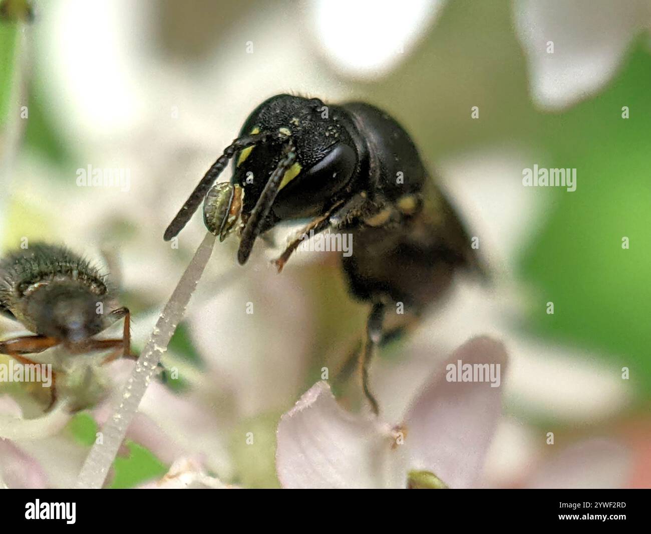 Common Masked Bee (Hylaeus communis Stock Photo - Alamy
