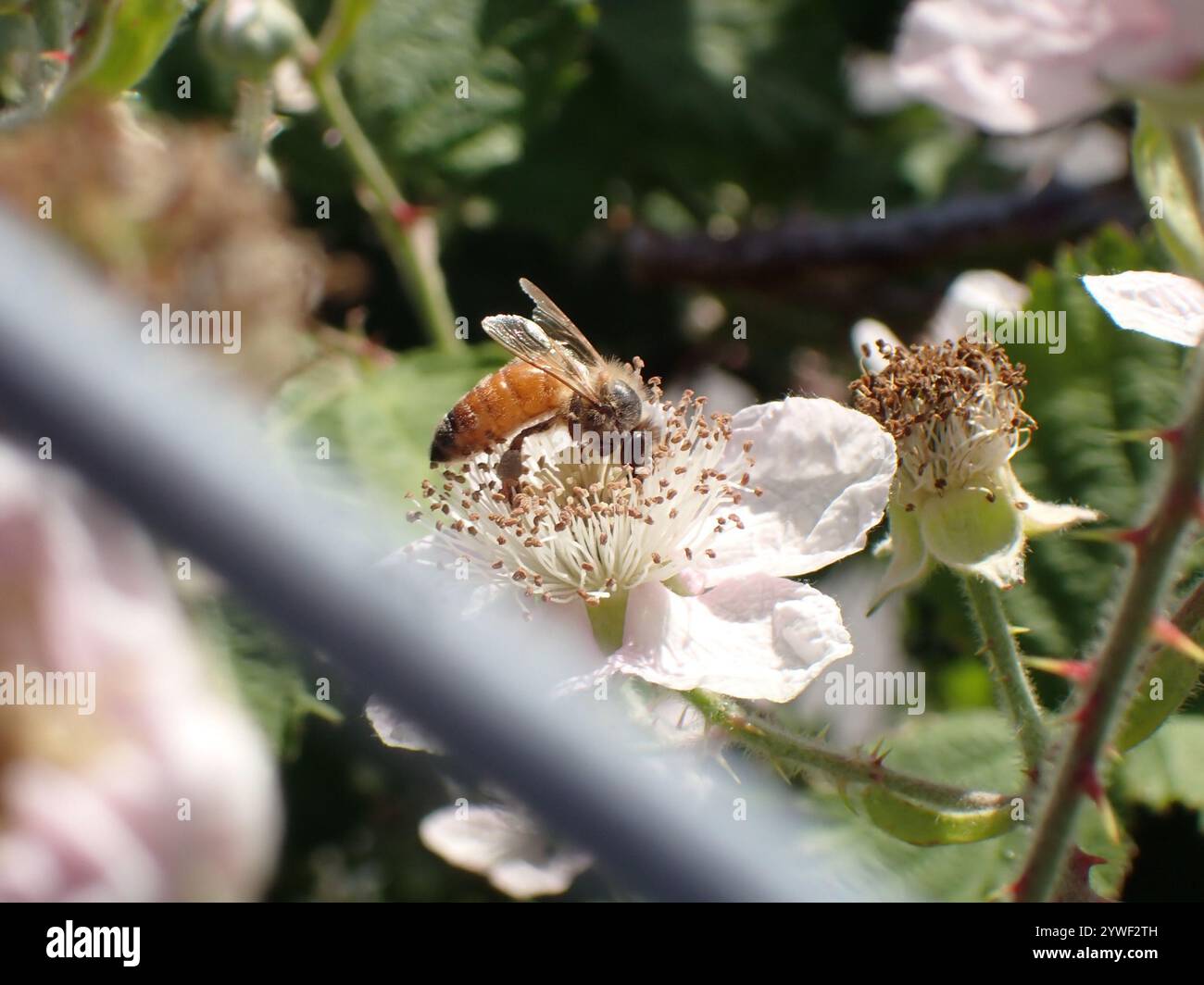 Western Honey Bee (Apis mellifera Stock Photo - Alamy