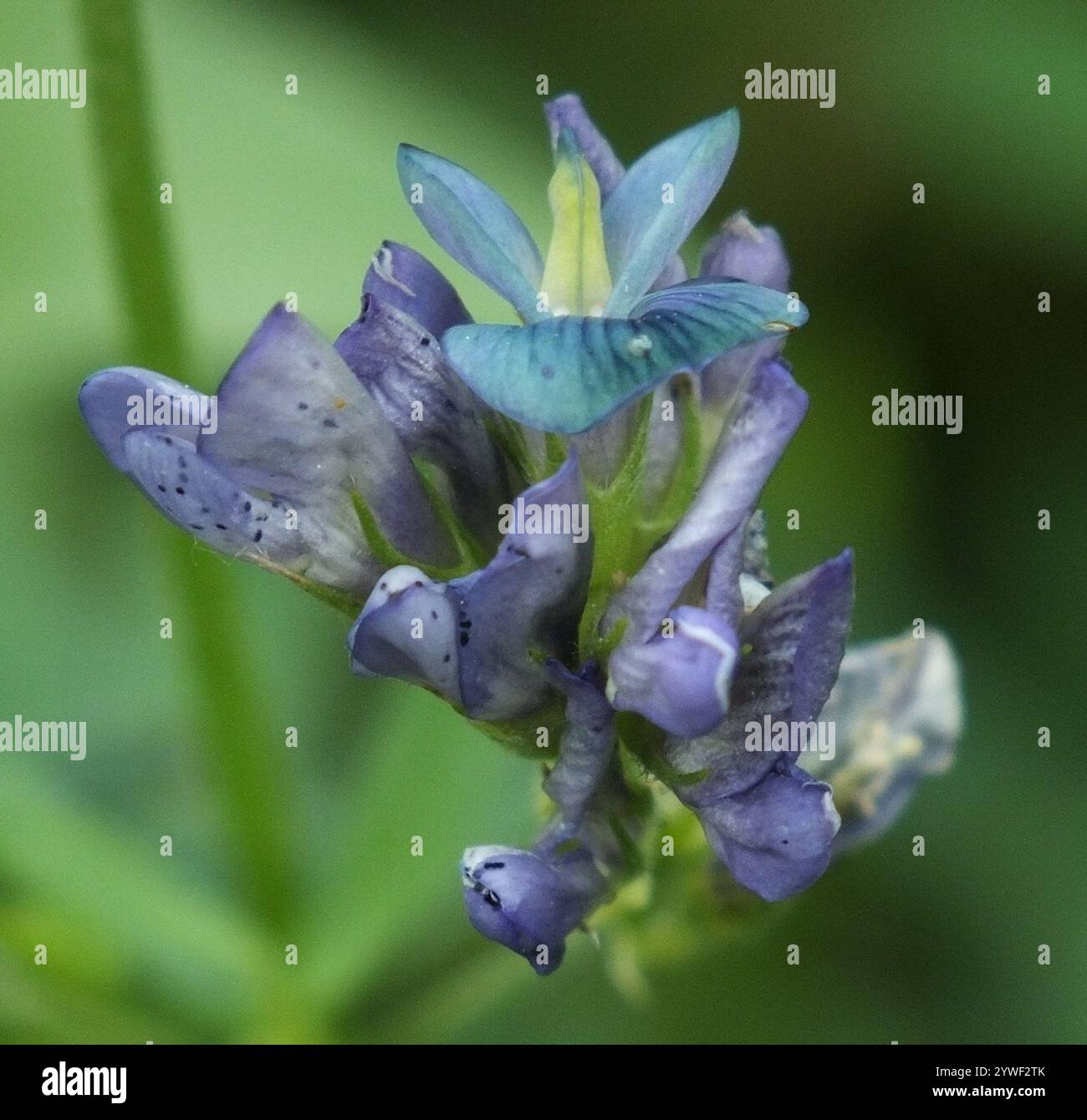 Alfalfa Complex (Medicago sativa Stock Photo - Alamy