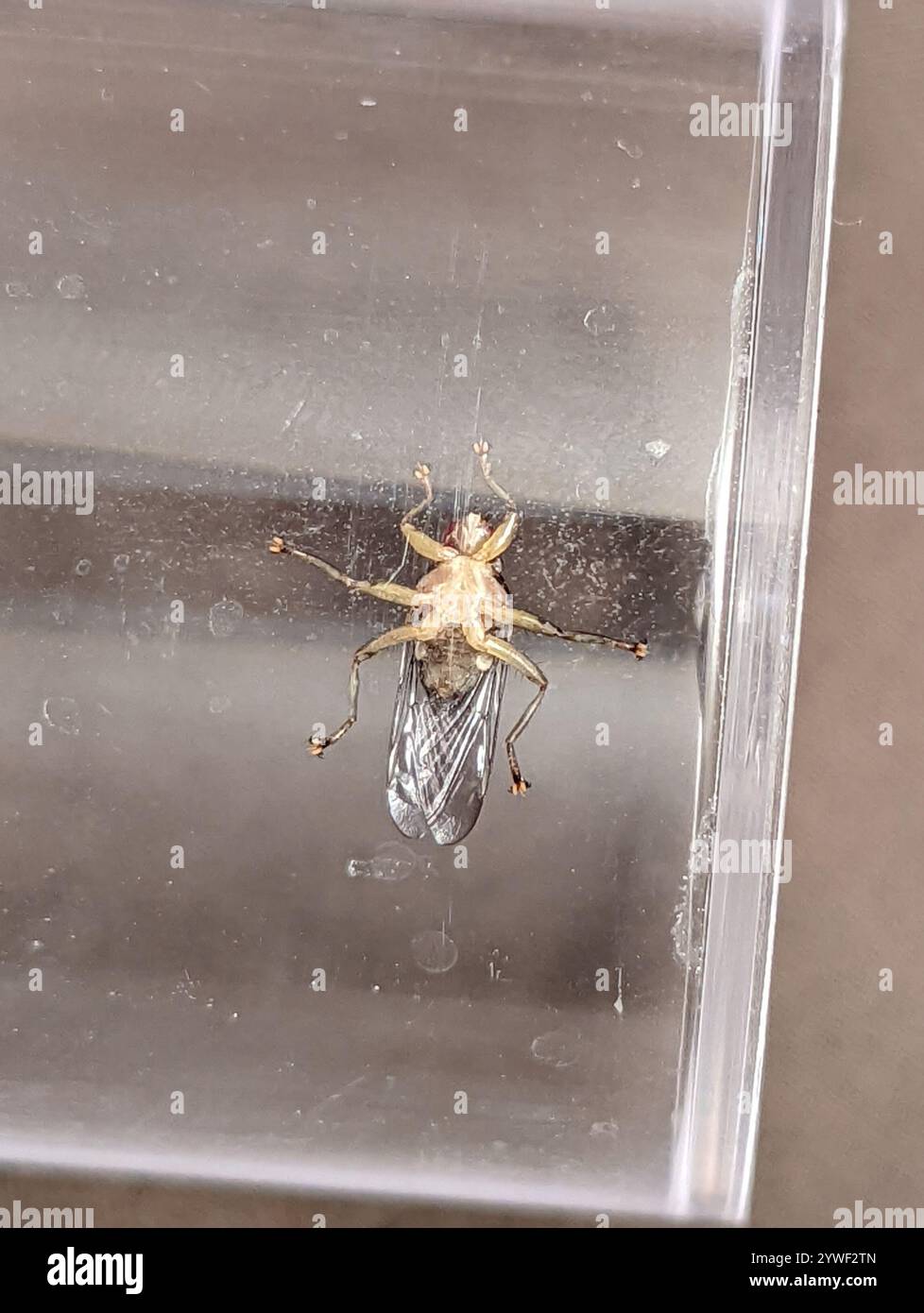 Bird louse fly (Ornithomya avicularia Stock Photo - Alamy